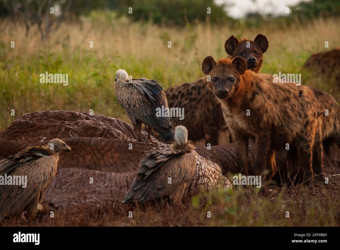 Vultures skin hi-res stock photography and images - Alamy