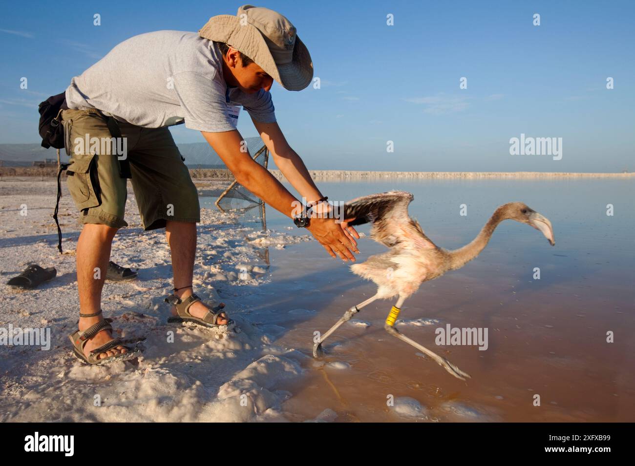 Caribbean flamingo (Phoenicopterus ruber) juvenile, tagged and released ...
