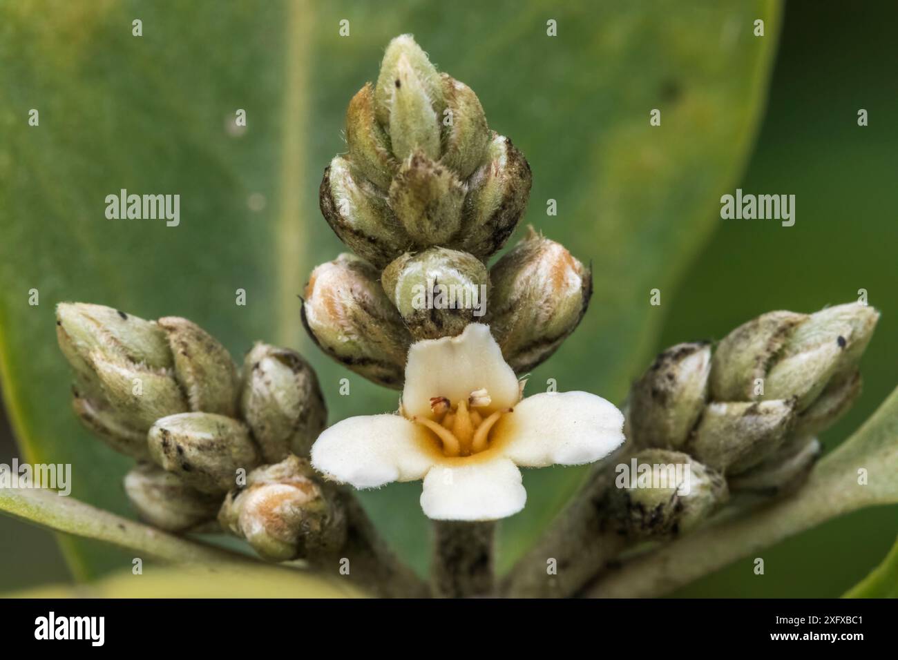 Avicennia tomentosa hi-res stock photography and images - Alamy