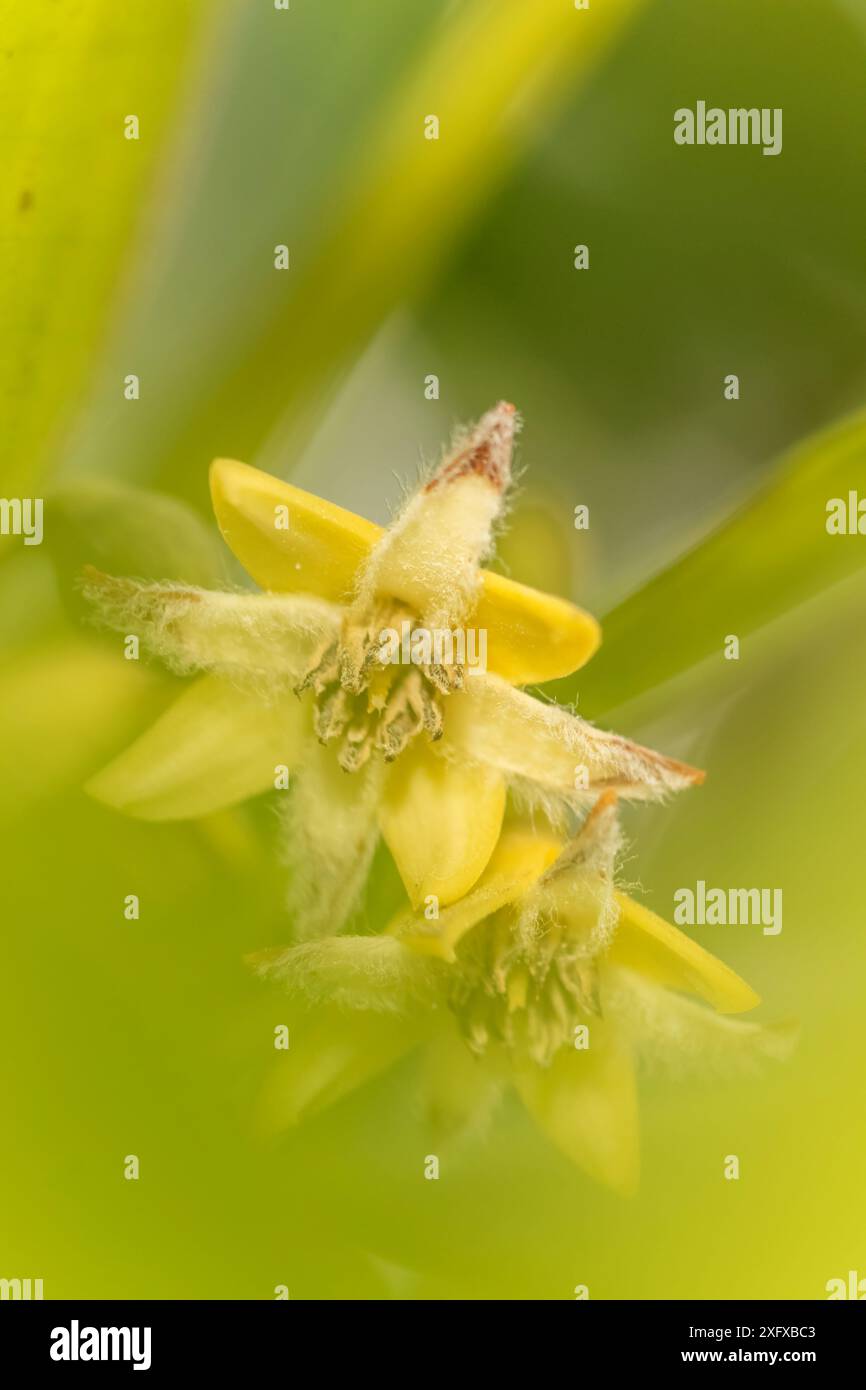 Red Mangrove (Rhizophora mangle) flower, Magdalena Bay, Baja California ...