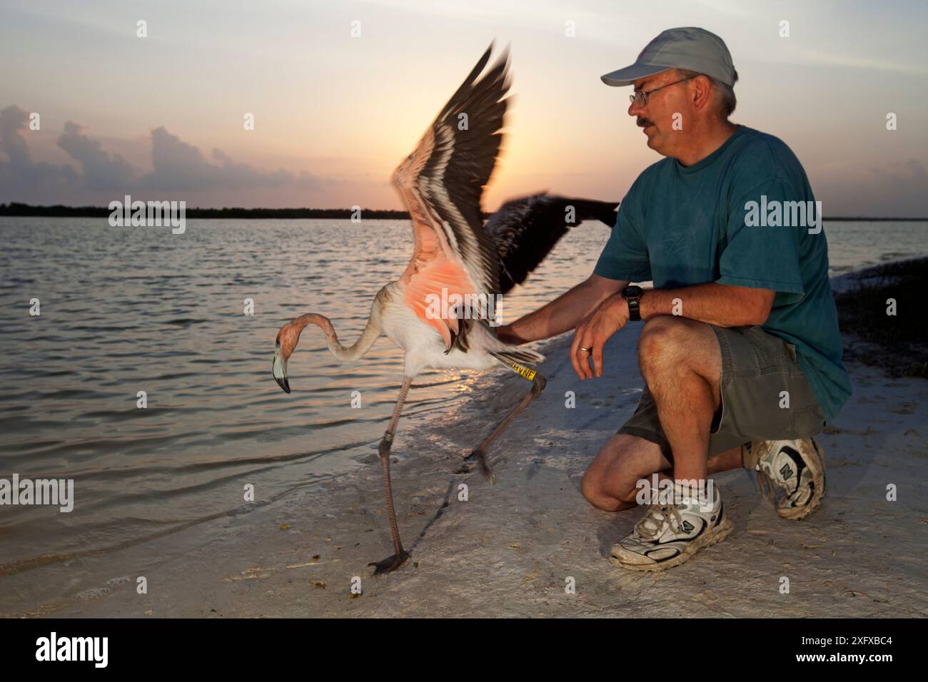 Caribbean flamingo (Phoenicopterus ruber) juvenile, tagged and released ...