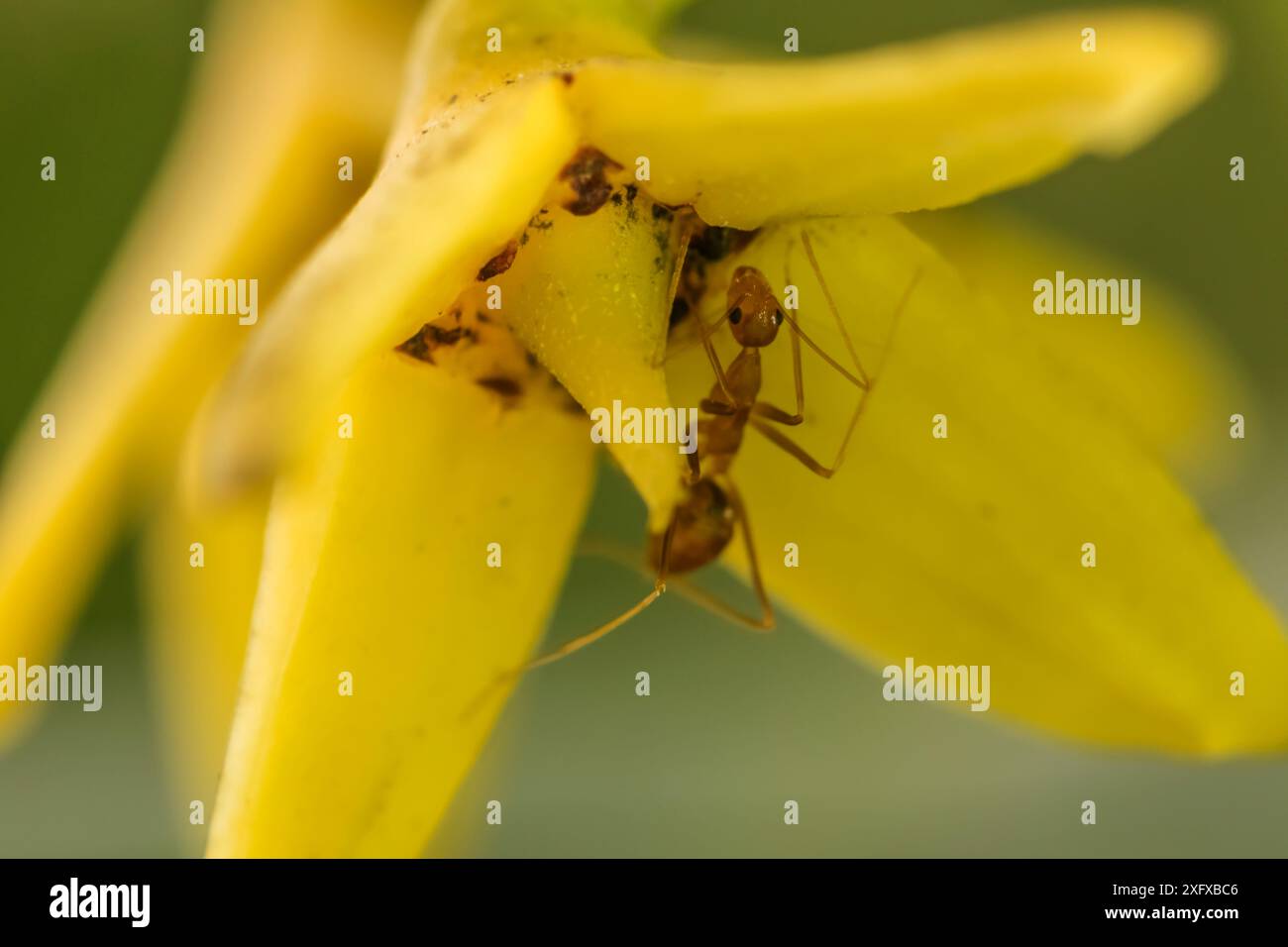 Crazy Yellow Ant Anoplolepis Gracilipes In Red Mangrove Rhizophora Mangle Flower Invasive