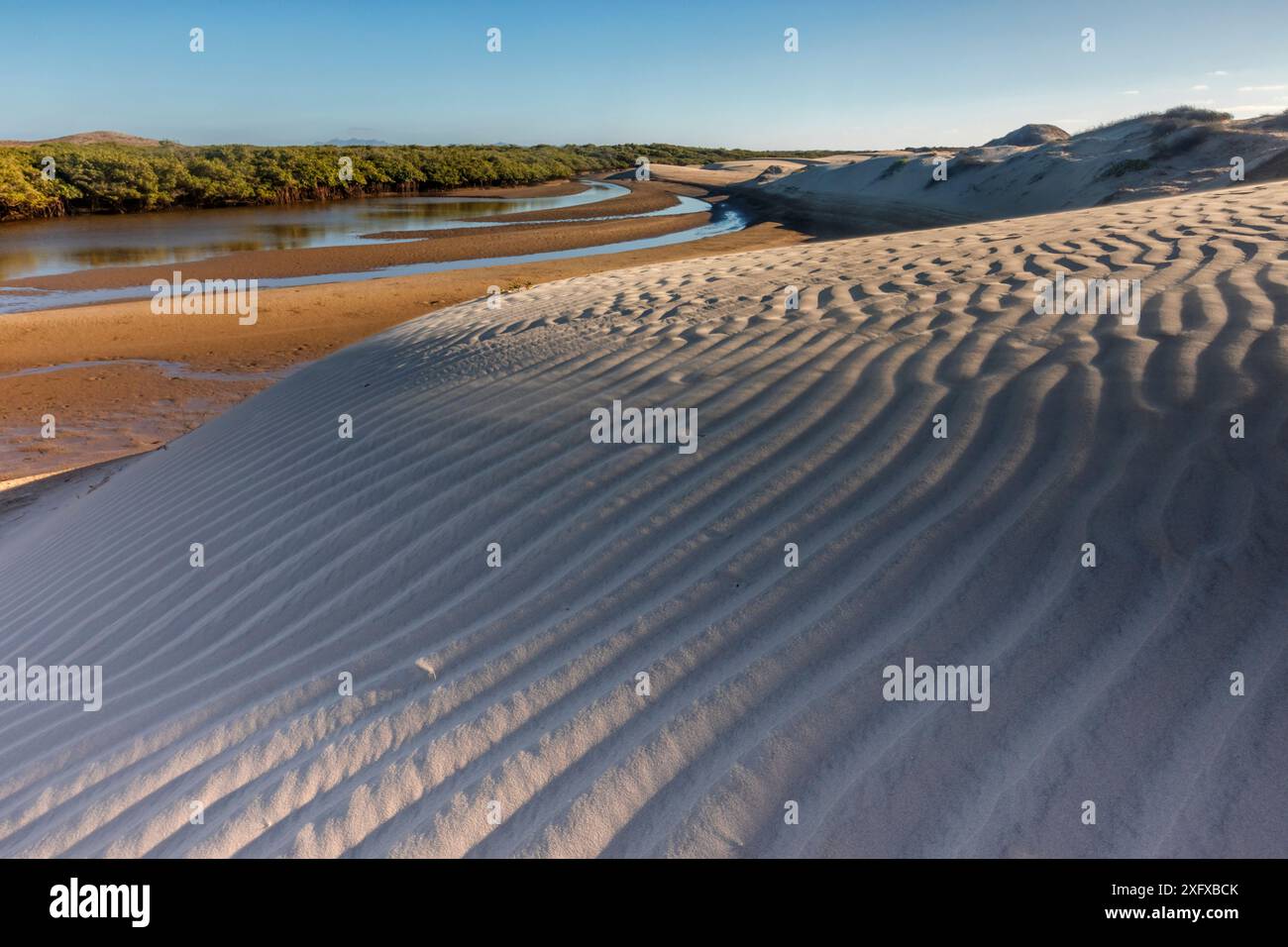 Magdalena bay mangrove baja hi-res stock photography and images - Alamy