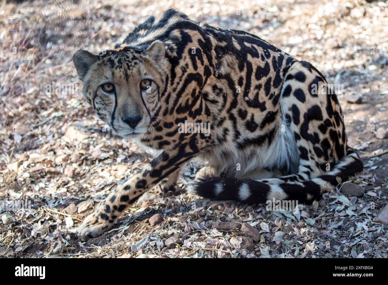 King cheetah hi-res stock photography and images - Alamy