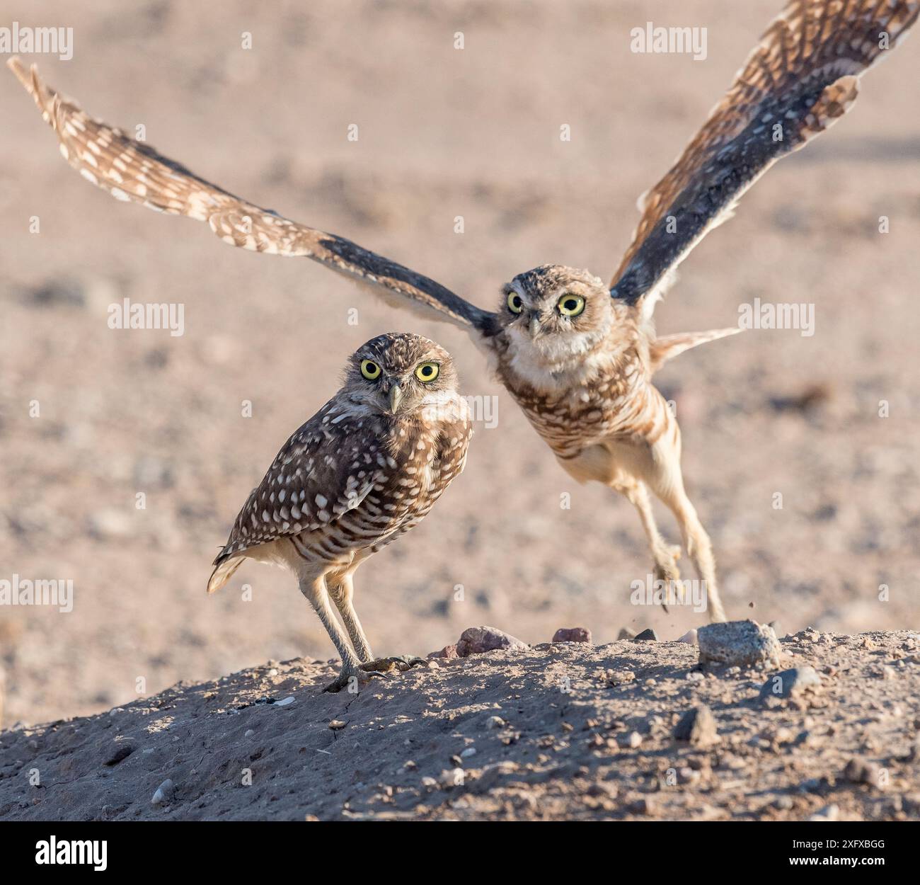 Burrowing owl (Athene cunicularia) pair, one standing and the other ...