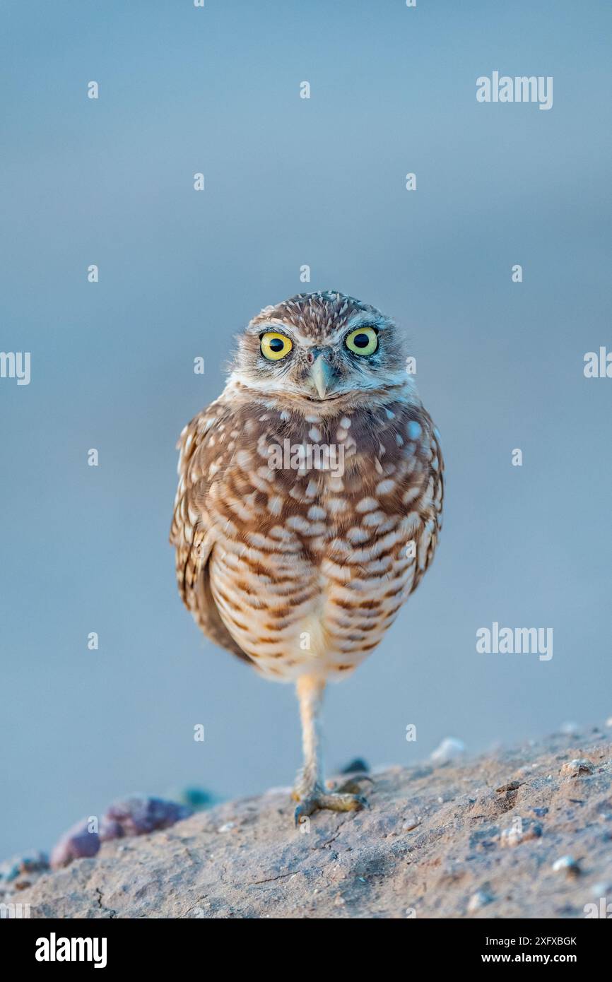Burrowing owl (Athene cunicularia) standing on one leg. Marana, Pima ...