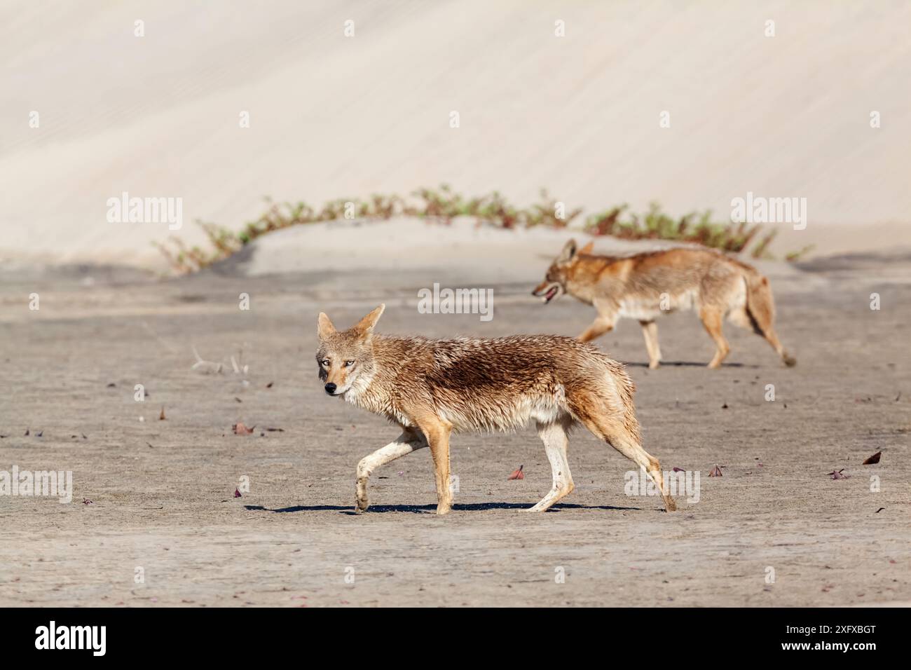 Coyotes (Canis latrans) against sand dunes, Bahia Magdalena, Baja ...