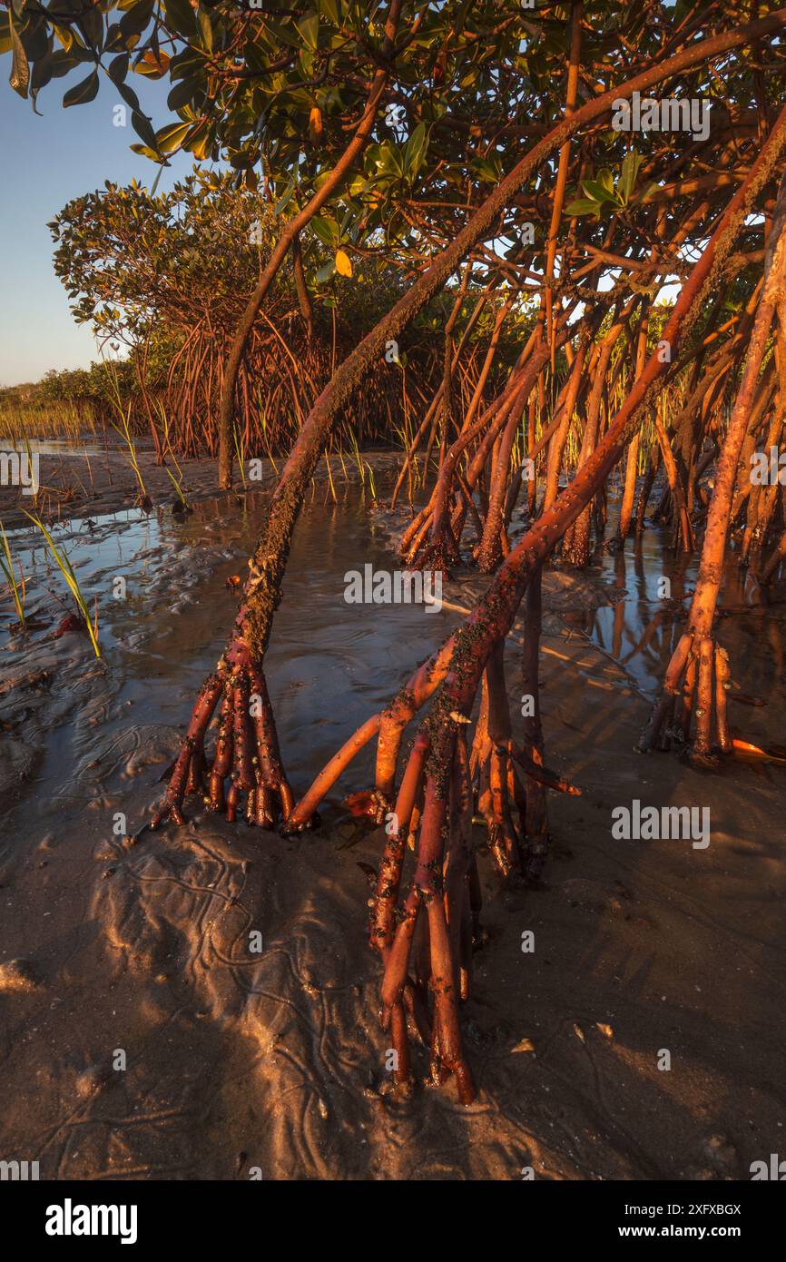 Red Mangrove (Rhizophora mangle) at low tide, Bahia Magdalena, Baja California Peninsula, Mexico ...