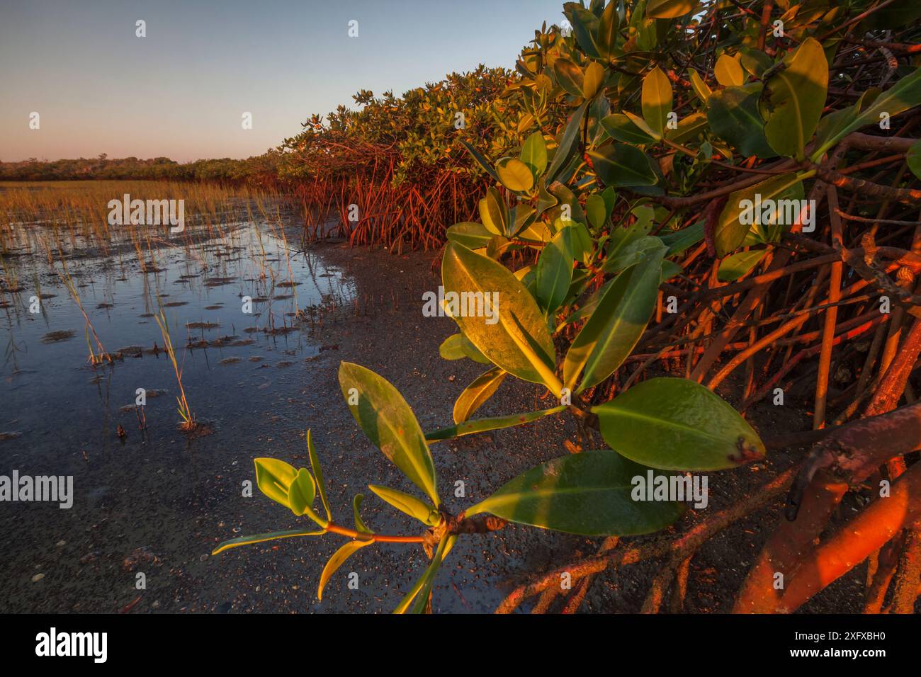 Red mangrove (Rhizophora mangle), Bahia Magdalena, Baja California ...
