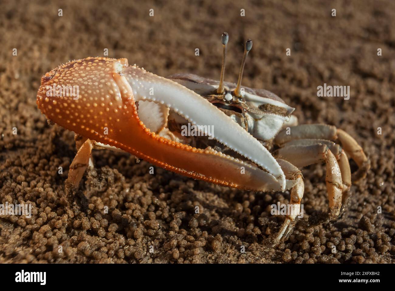 Princely Fiddler Crab (Uca princeps), Bahia Magdalena, Baja California ...
