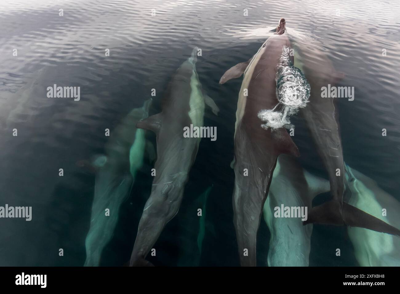 Long Beaked Common Dolphin (Delphinus capensis), Espiritu Santo ...