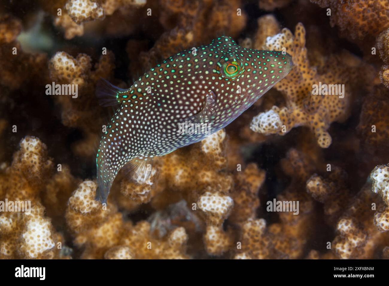 Spotted sharpnose puffer fish (Canthigaster punctatissima), Espiritu ...