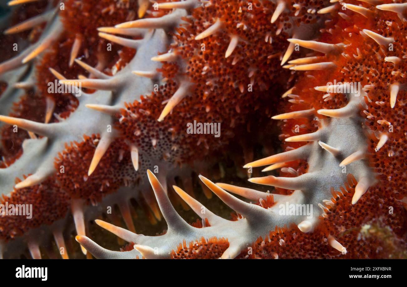 Crown of Thorns seastar (Acanthaster planci) detail, Espiritu Santo ...