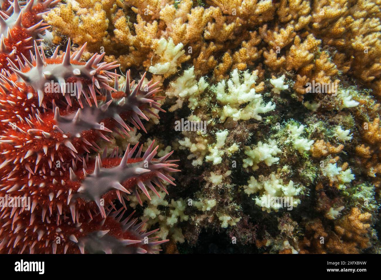 Crown of thorns seastar (Acanthaster planci) eating coral, Espiritu ...