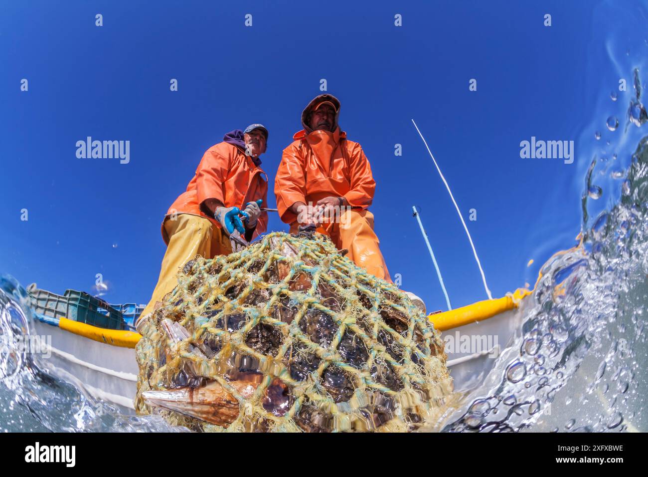 Atrina hi-res stock photography and images - Alamy