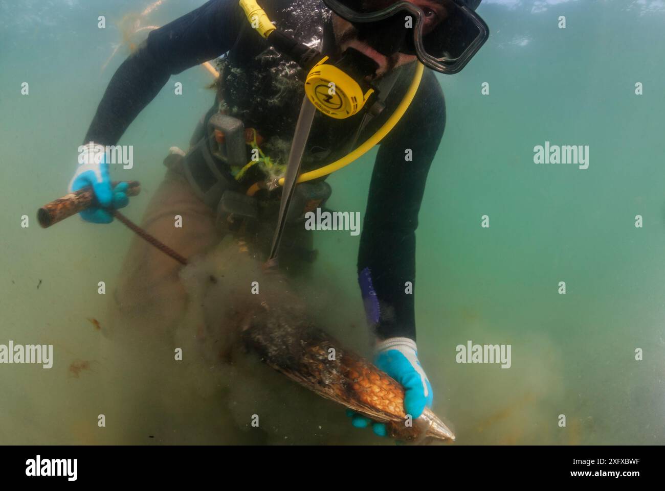 Diver Ramon Aguilar Villavicencio collecting Pen Shell Clam (Atrina ...