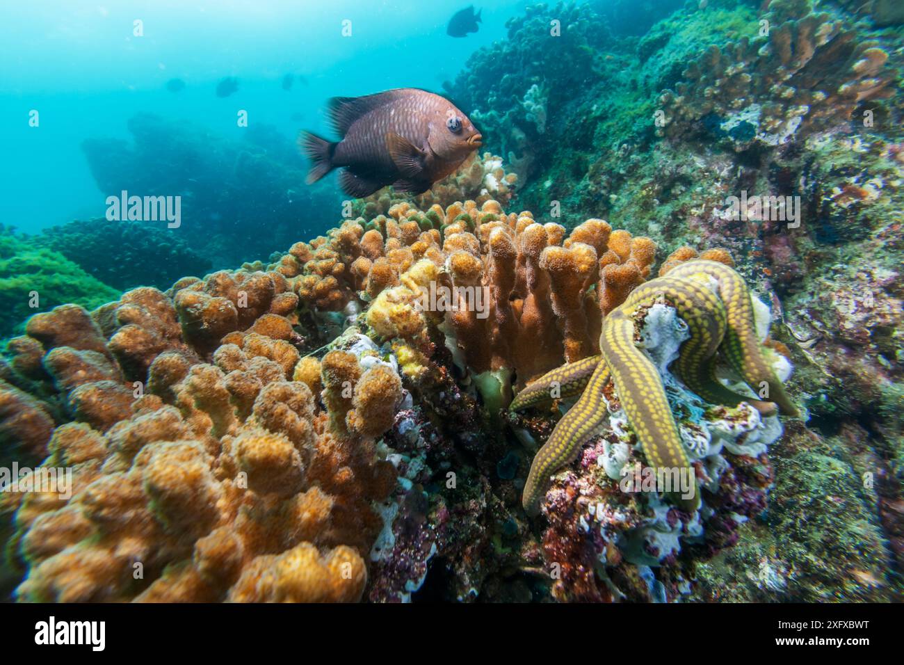 Cortez Damselfish (Stegastes rectifraenum) and Yellow Seastar (Pharia ...
