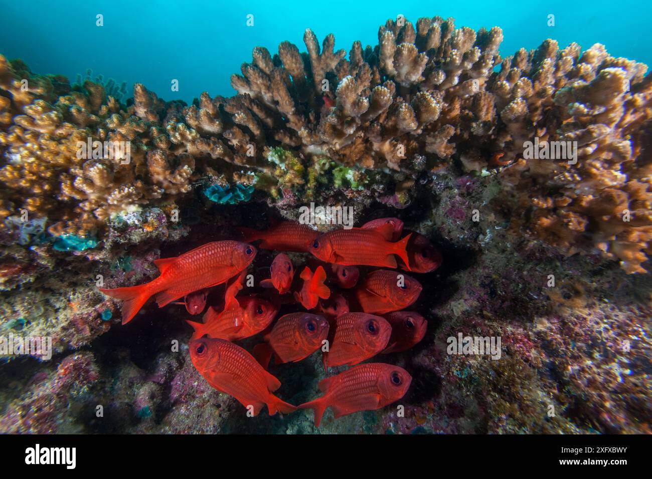 Panamic Soldierfish (Myripristis leiognathus), Espiritu Santo National ...