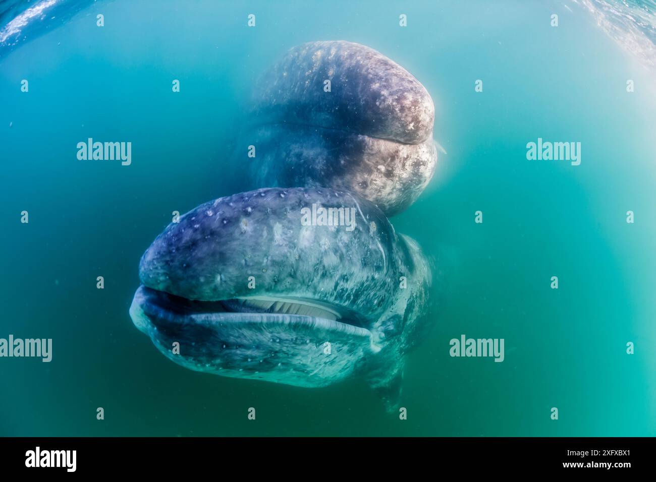 Grey whale (Eschrichtius robustus) with calf, San Ignacio Lagoon, El ...