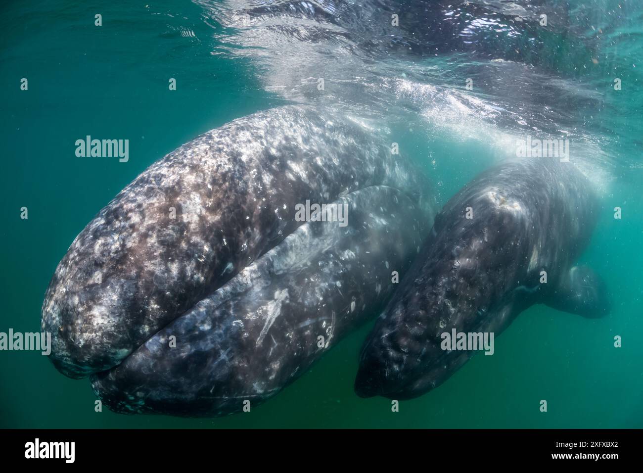 Grey whale (Eschrichtius robustus) with calf, San Ignacio Lagoon, El ...