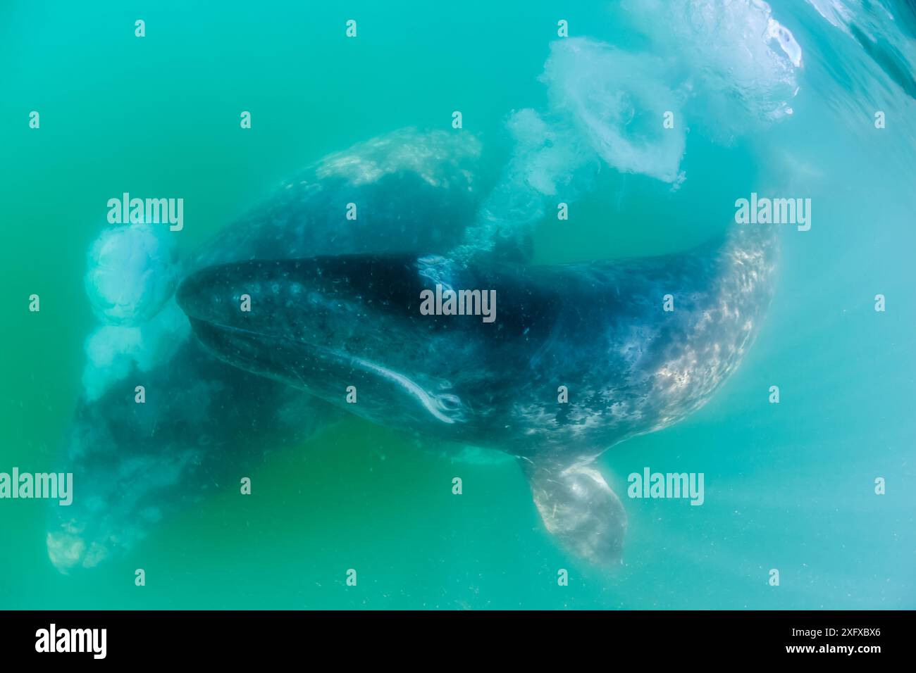 Grey whale (Eschrichtius robustus) with calf blowing out air underwater ...