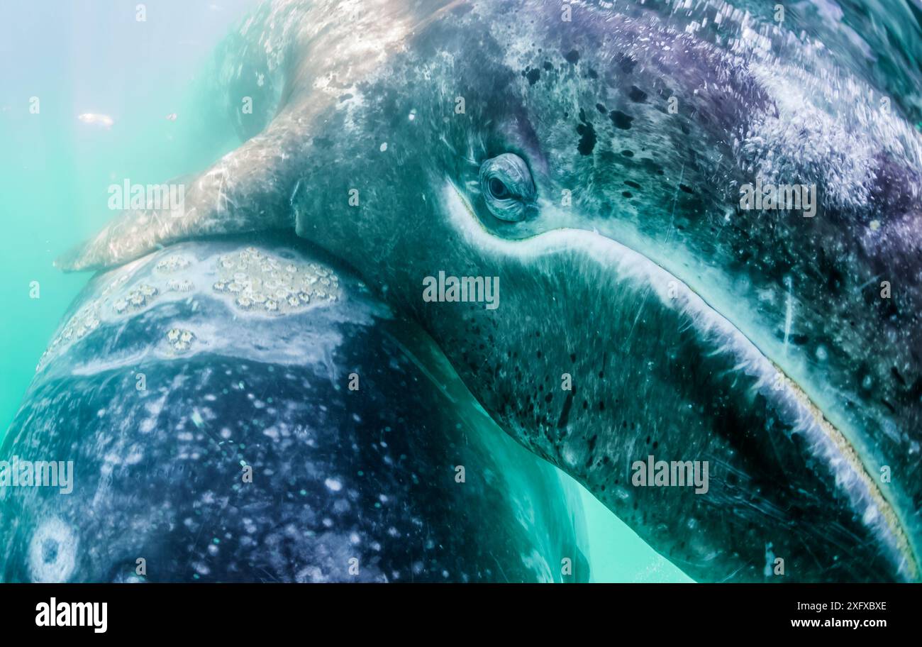 Grey whale (Eschrichtius robustus) with calf, San Ignacio Lagoon, El ...