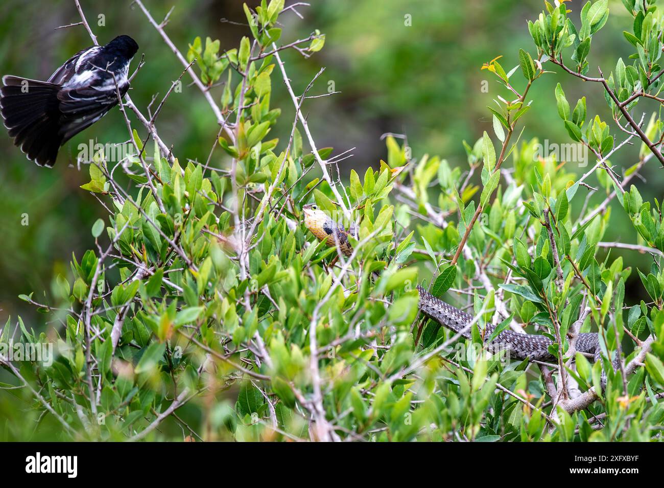 Bird attack boomslang snake in South Africa Stock Photo - Alamy