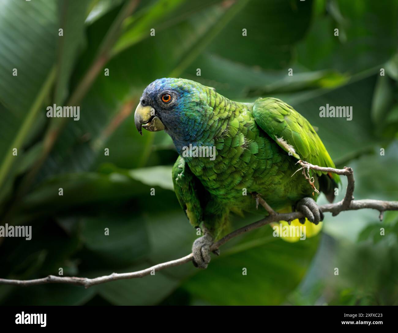 Two parrot species hi-res stock photography and images - Alamy