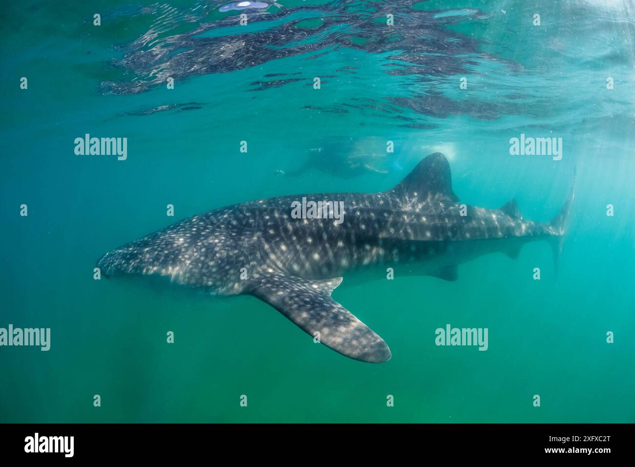Whale shark (Rhincodon typus) and tourist, La Paz, Sea of Cortez (Gulf ...
