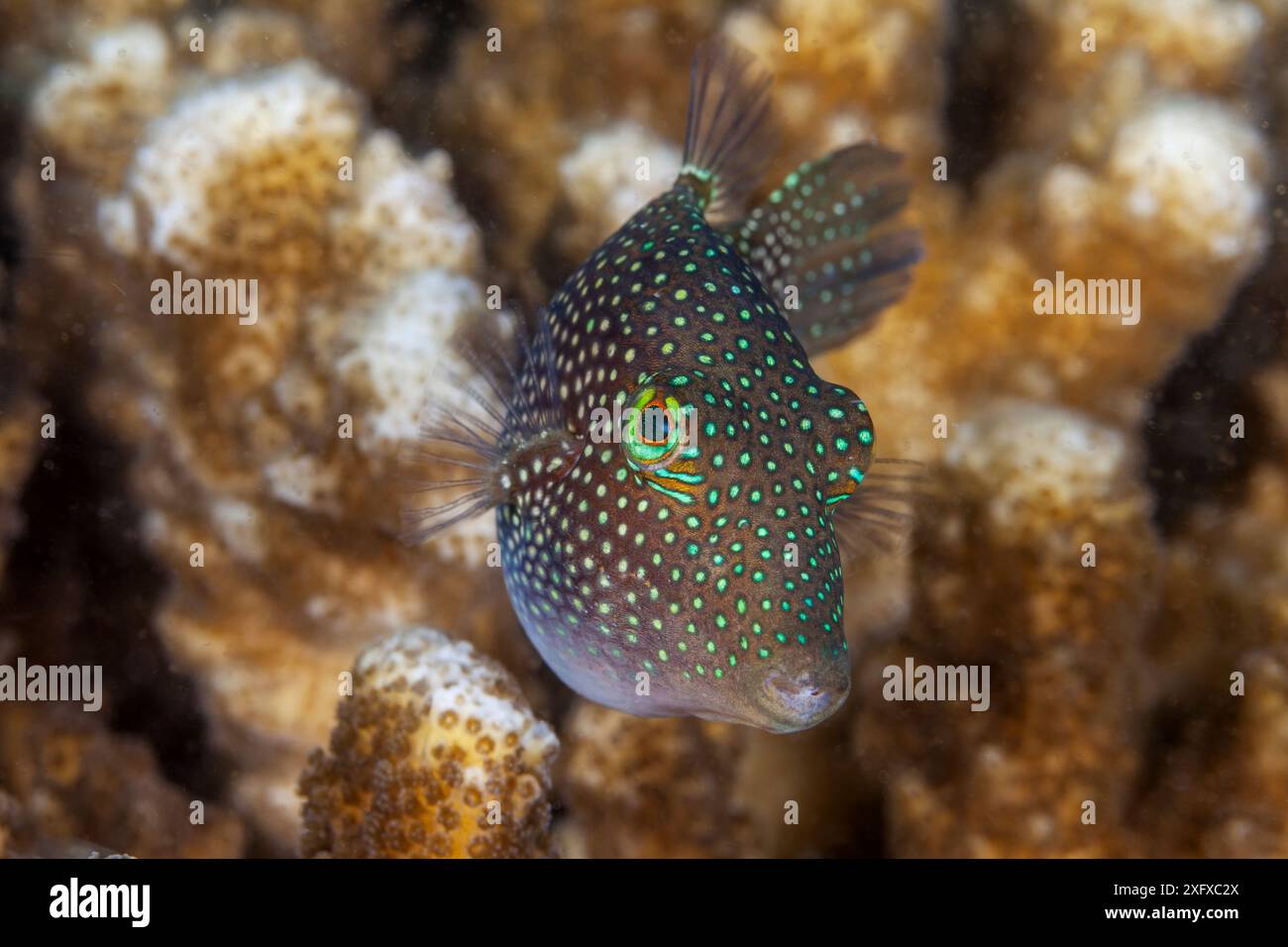 Spotted sharpnose puffer fish (Canthigaster punctatissima), Espiritu ...