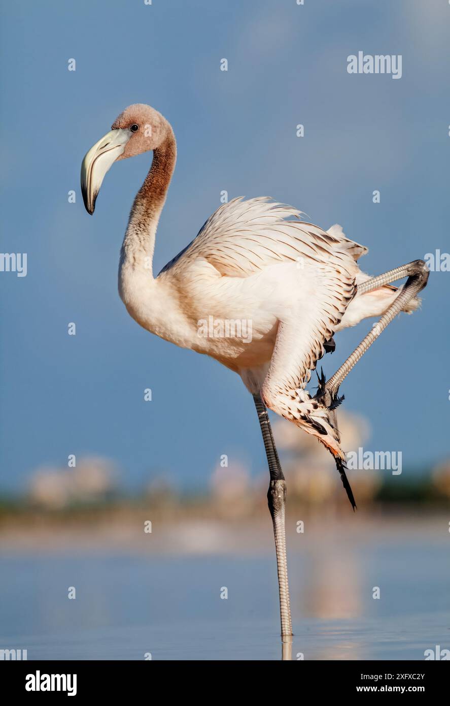 Caribbean flamingo (Phoenicopterus ruber) juvenile with broken wing ...