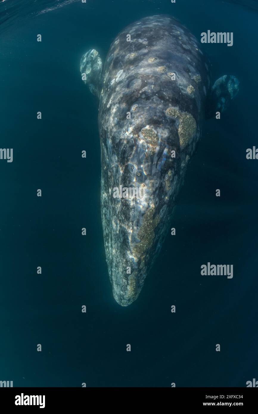 Grey whale (Eschrichtius robustus), Magdalena Bay, Baja California ...