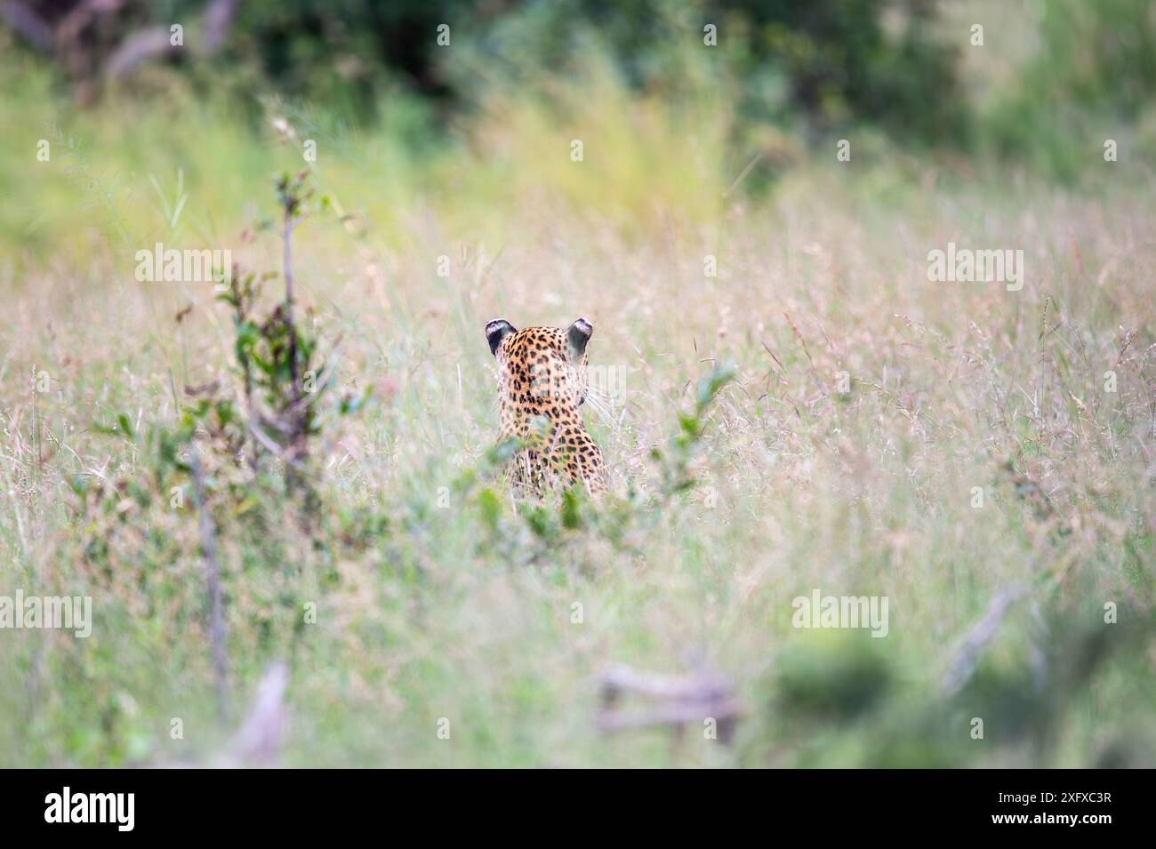 Leopard stalking impala in South Africa Stock Photo - Alamy