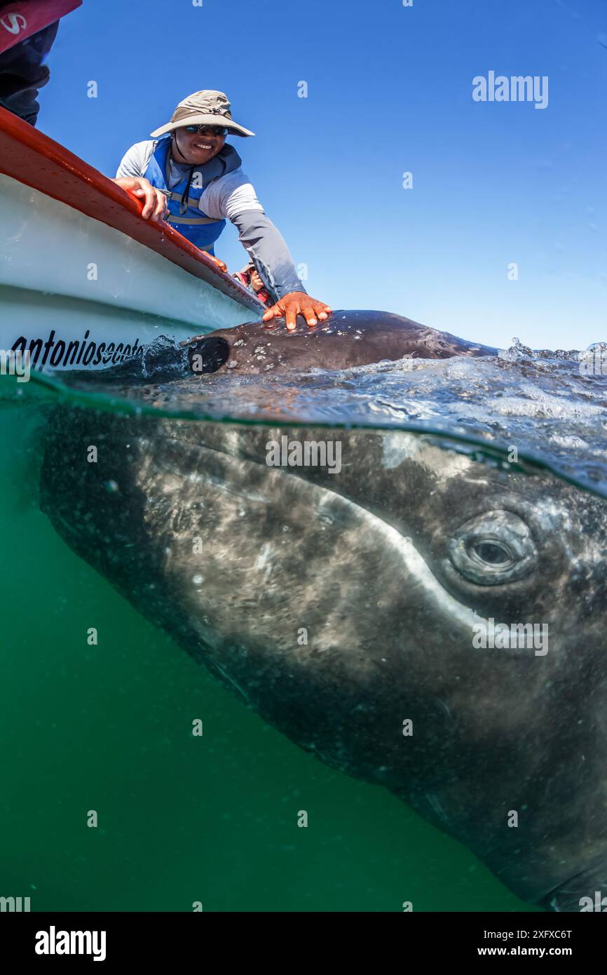 Tourist touching Grey whale (Eschrichtius robustus) calf, San Ignacio ...