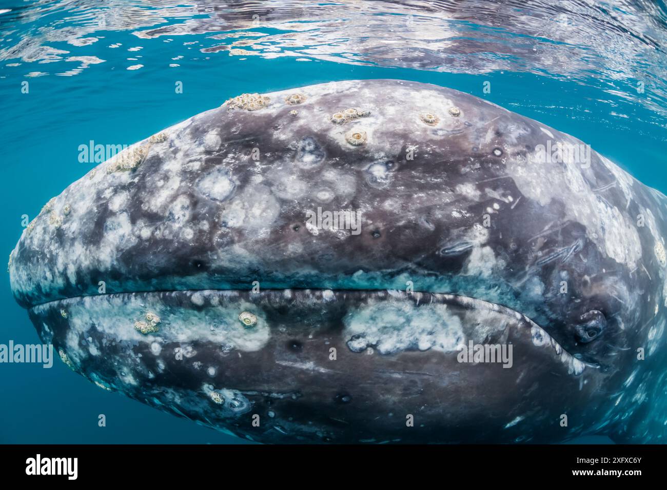 Grey whale (Eschrichtius robustus), Magdalena Bay, Baja California ...