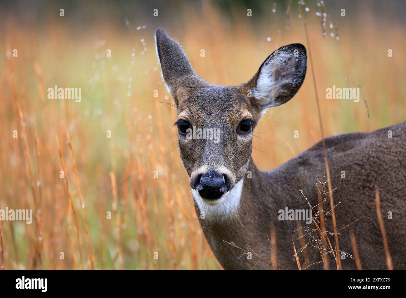 White tailed deer (Odocoileus virginianus) in Cades Cove, Tennessee ...