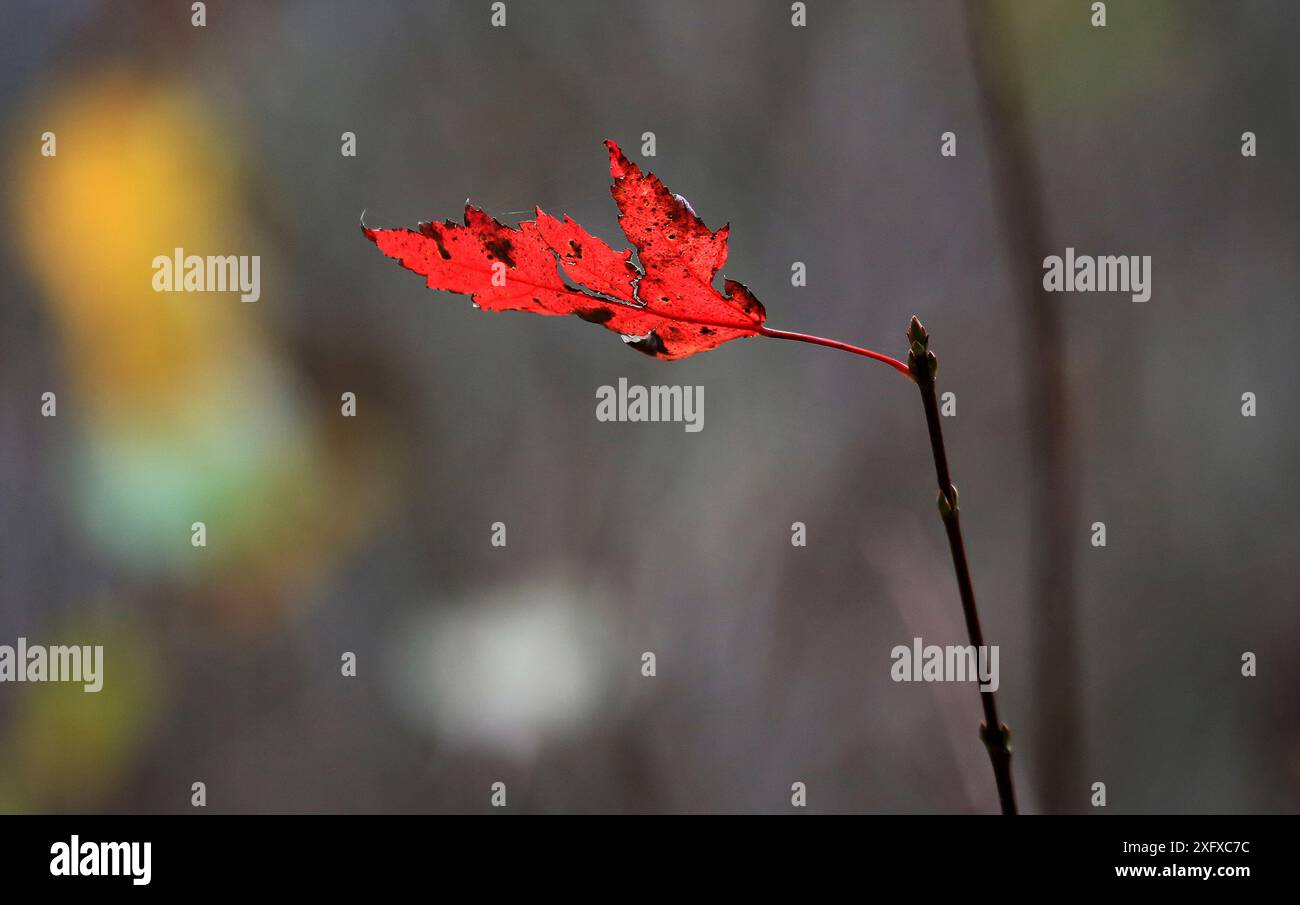 Maple leaf (Acer sp) which is ragged in autumn, Tennessee, November ...