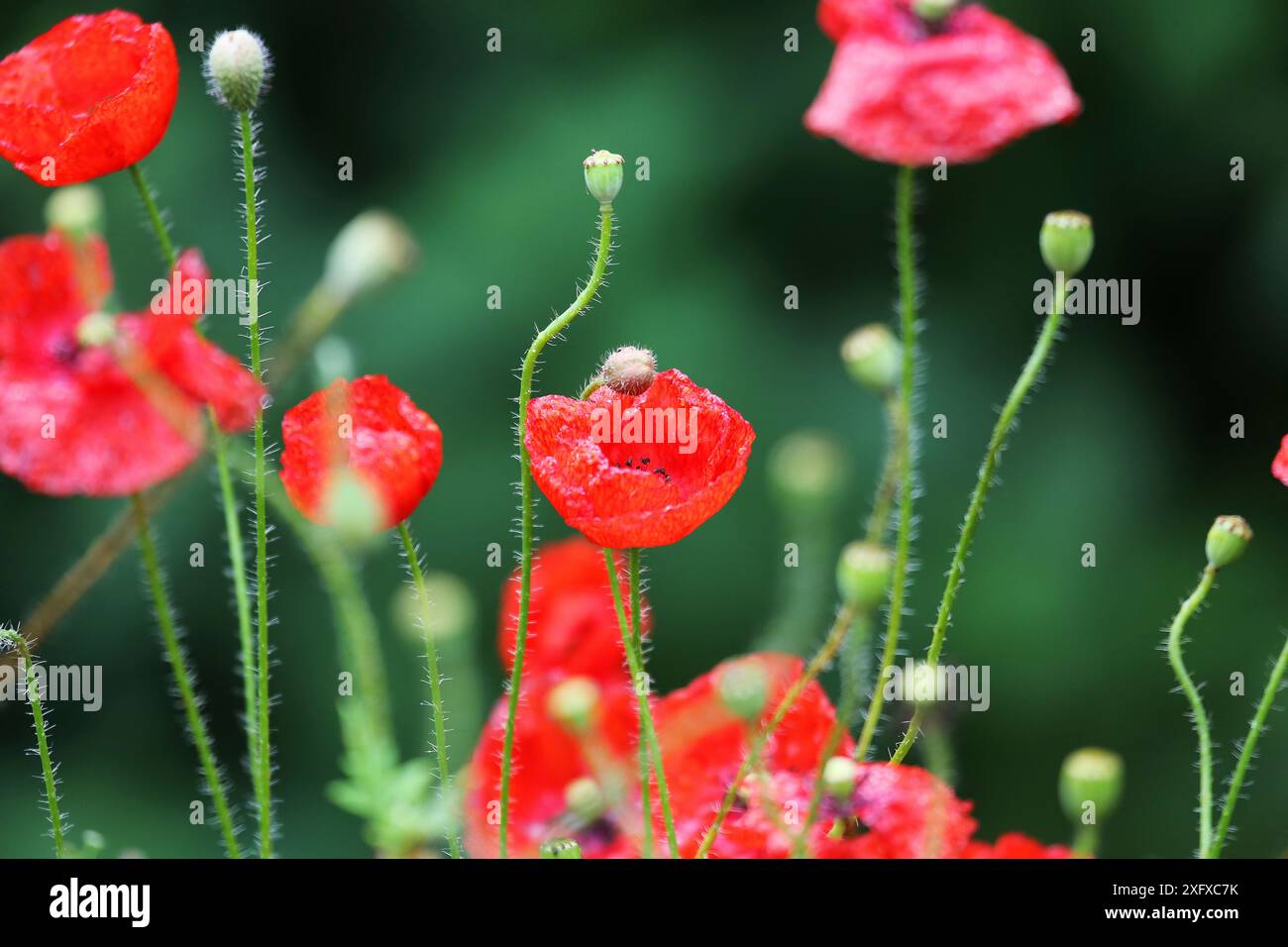 Poppies (Papaver sp) in flower, England, UK, August Stock Photo - Alamy