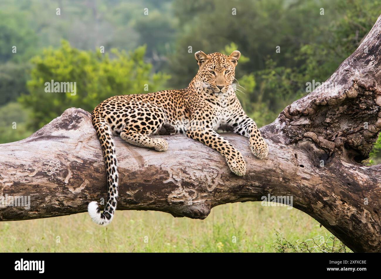 South africa leopard hi-res stock photography and images - Alamy