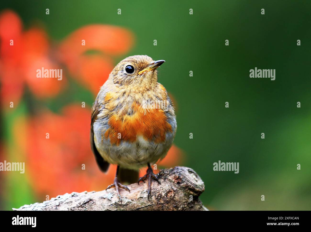 Juvenile robins britain hi-res stock photography and images - Alamy
