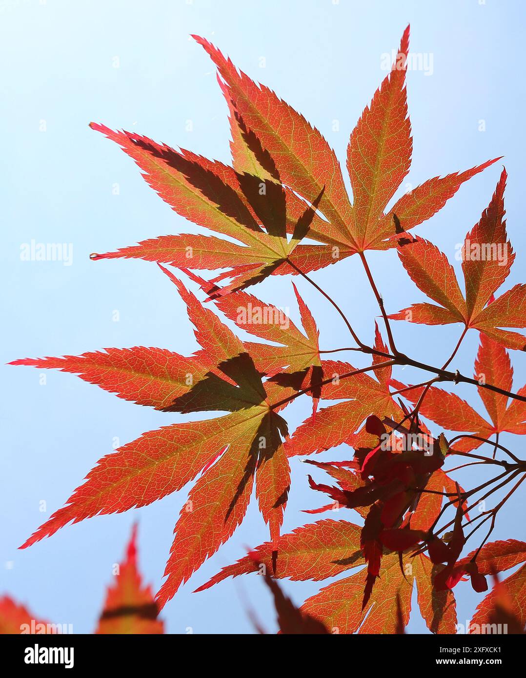 Maples acer sp hi-res stock photography and images - Alamy
