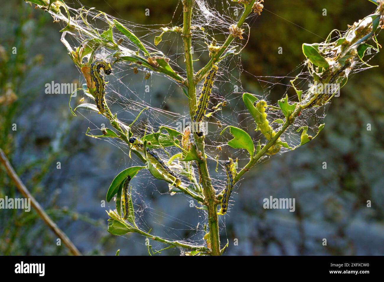 Box tree moth (Cydalima perspectalis) caterpillars feeding on Box ...