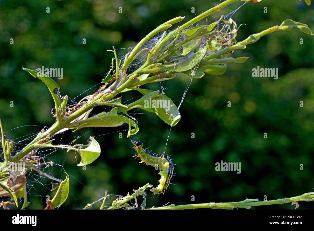 Invasive arthropods insects hi-res stock photography and images - Alamy