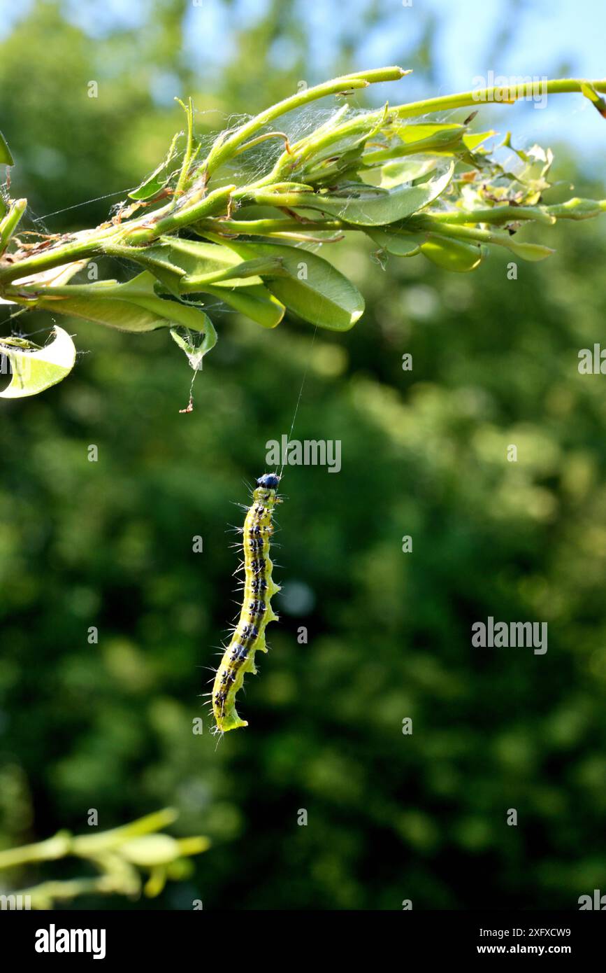 Box tree moth (Cydalima perspectalis) caterpillar hanging from Box ...