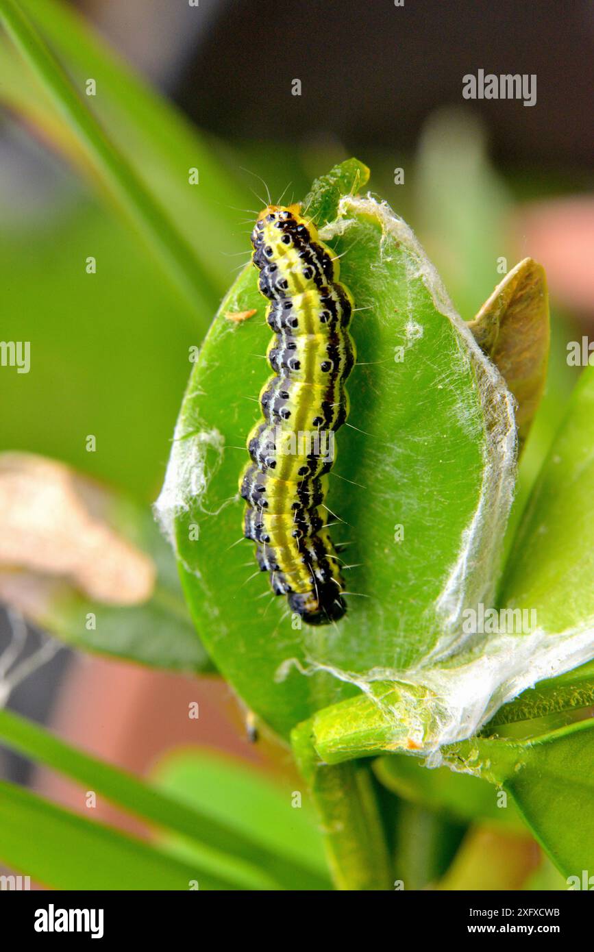 Box tree moth (Cydalima perspectalis) caterpillar and webs on Box ...
