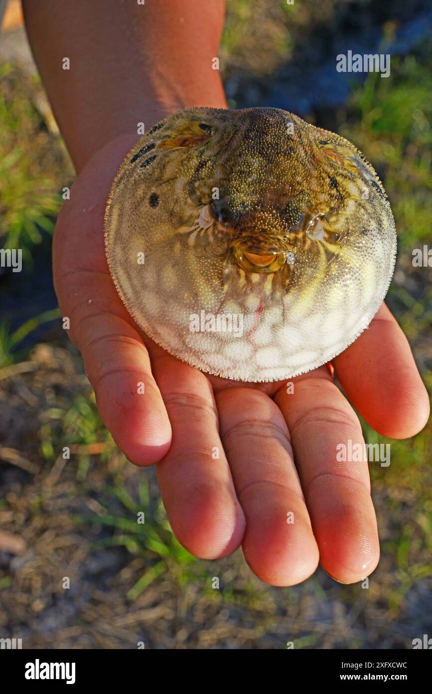 Freshwater pufferfish (Pao sp) inflated on hand. Belitung, Sumatra ...