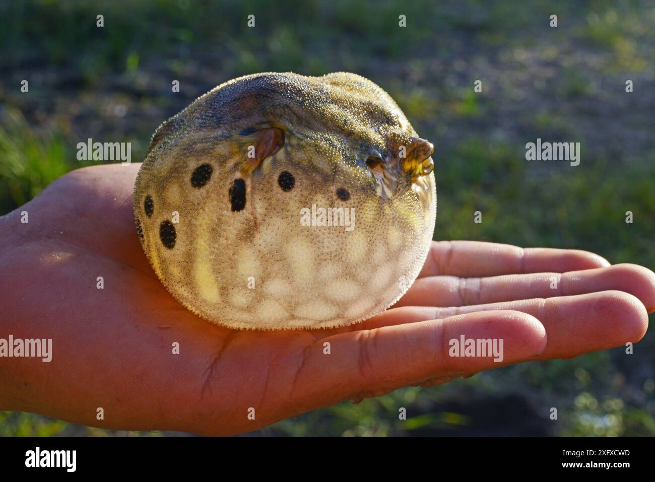 Freshwater pufferfish (Pao sp) inflated on hand. Belitung, Sumatra ...