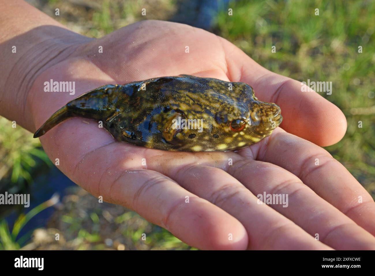 Freshwater pufferfish (Pao sp), deflated on hand. Belitung, Sumatra ...