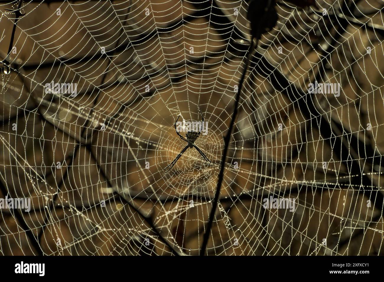 South africa spider hi-res stock photography and images - Alamy