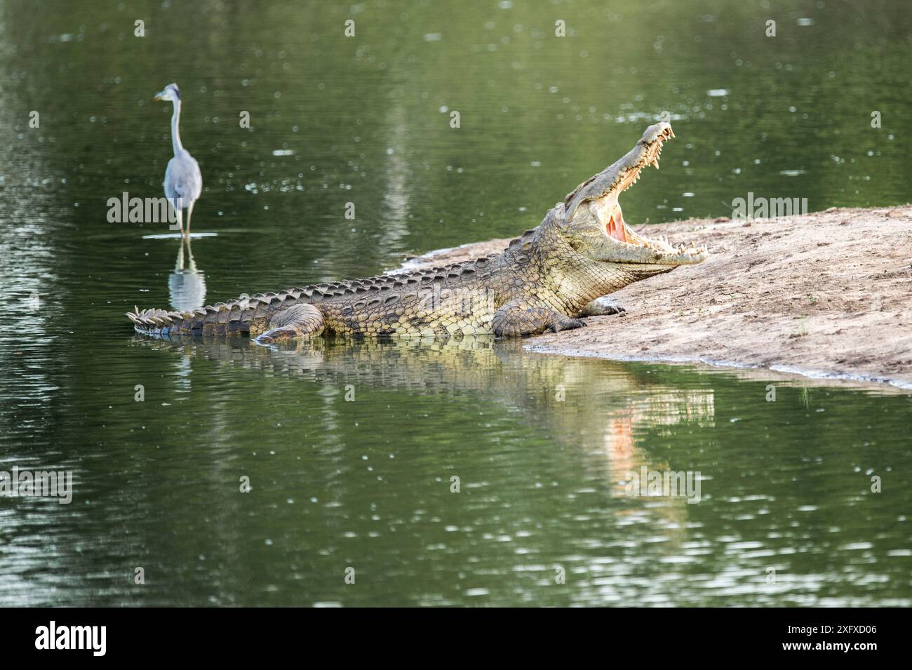 Crocodile crocodylidae hi-res stock photography and images - Alamy